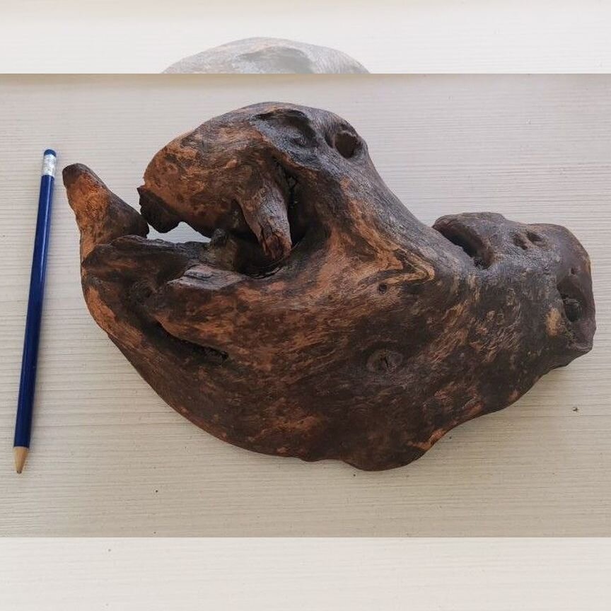 Коряга в аквариум натуральная