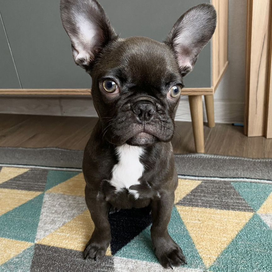 Французский бульдог девочка