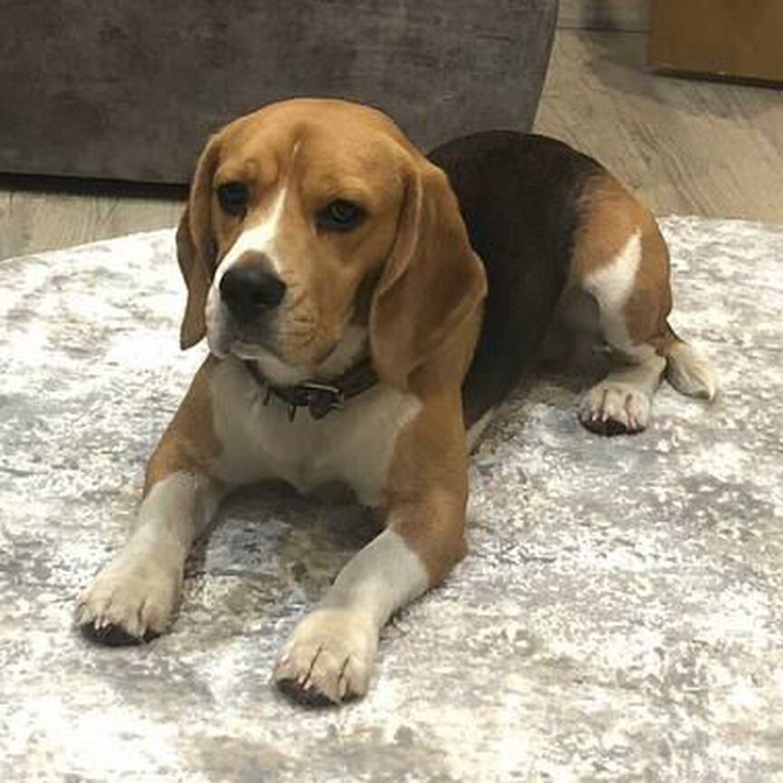 Собака породы бигль