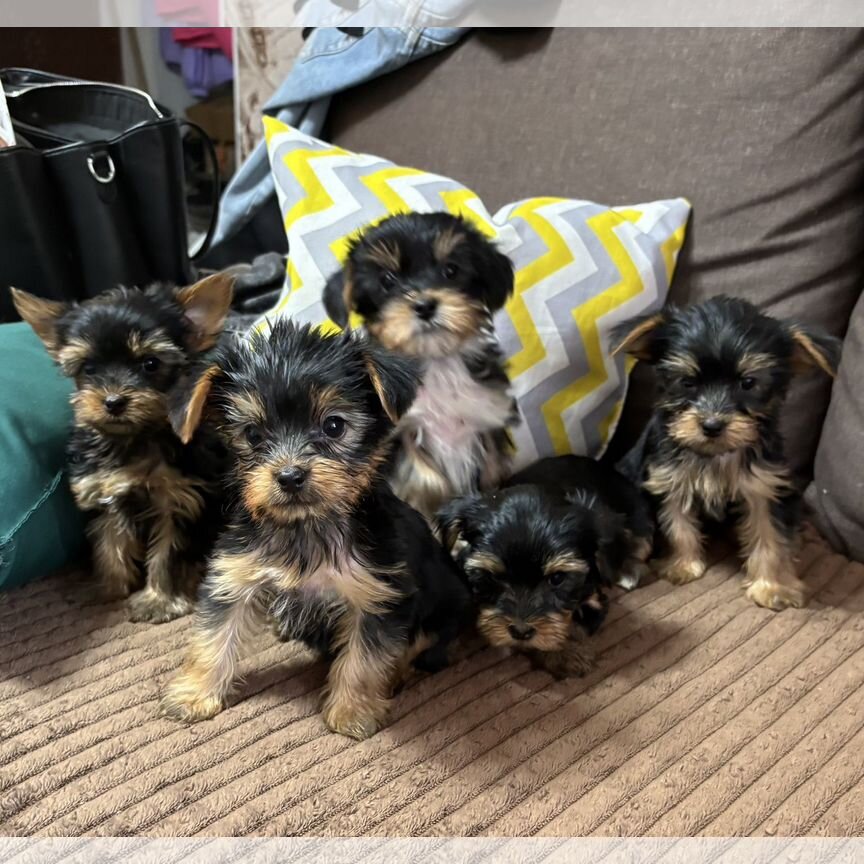 Йоркширский терьер мини