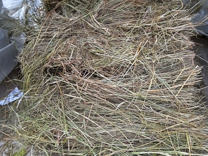 Сено и солома на подстилку собакам и не только