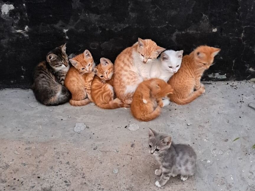 Отдаём в добрые руки прекрасных малышей