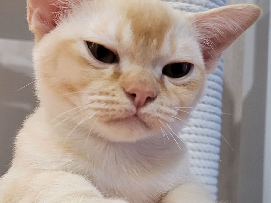 Питомник Бурманских кошек