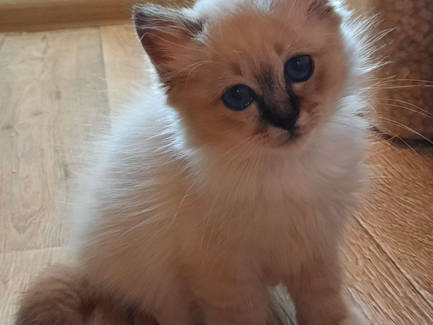 Редкая порода-котята