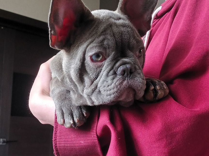 Лиловая девочка