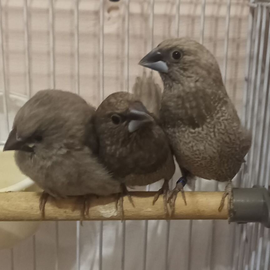 Японские амадины