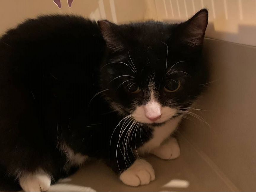 Кошечка в добрые руки