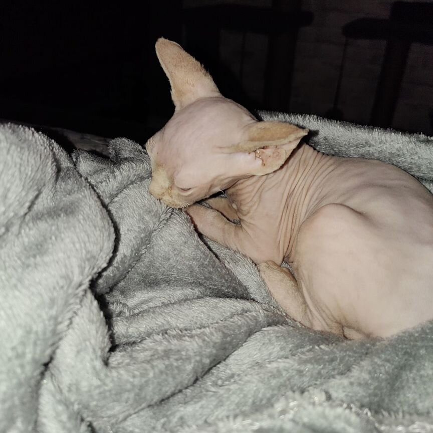 Канадский сфинкс