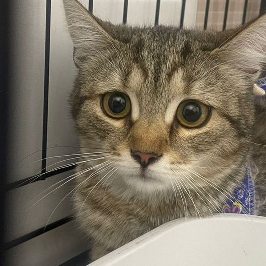 Котенок 6 месяцев, нужен дом или передержка