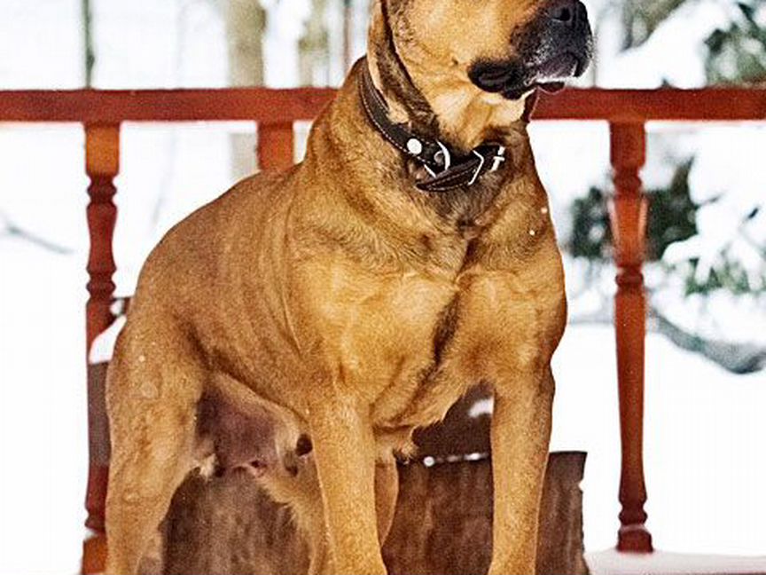 Замечательная во всех отношениях, собака Ева в дар