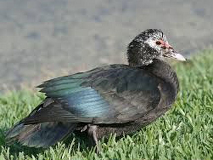 Мускусные утки