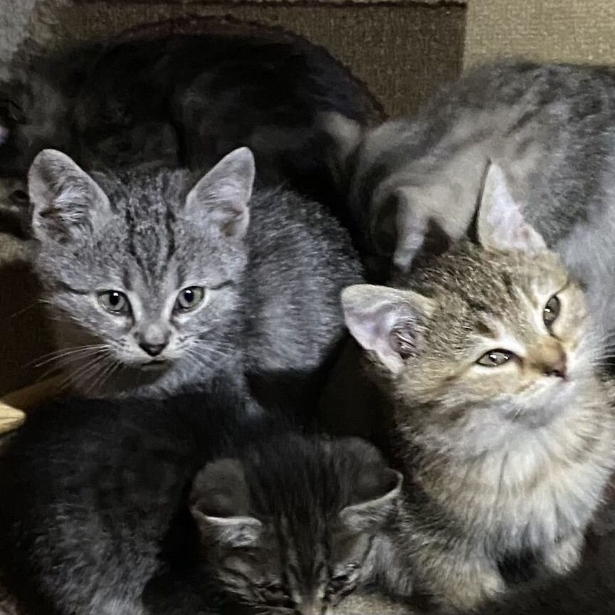 Котята в добрые руки бесплатно