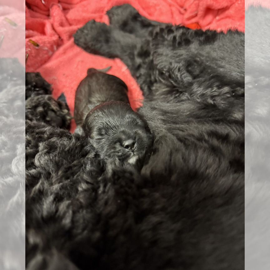 Американский кокер-спаниель, щенок