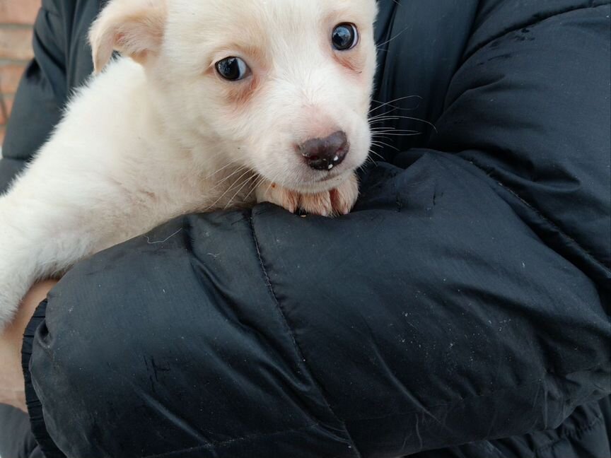 Отдам щенков в добрые руки бесплатно