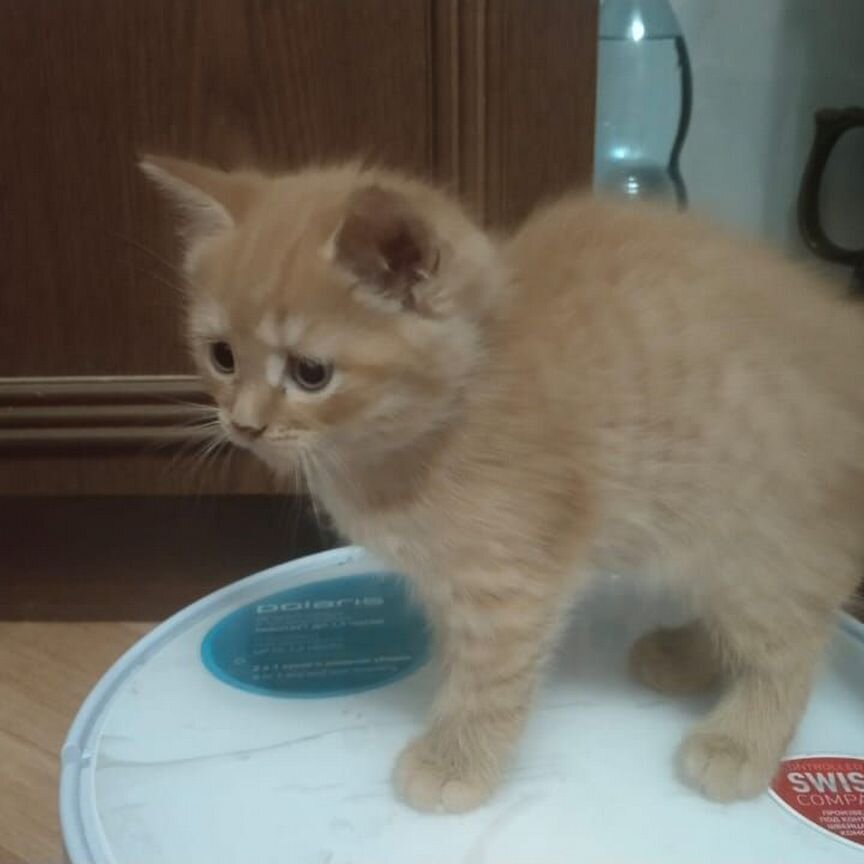 Кошечка, от породистой экзотической кошки