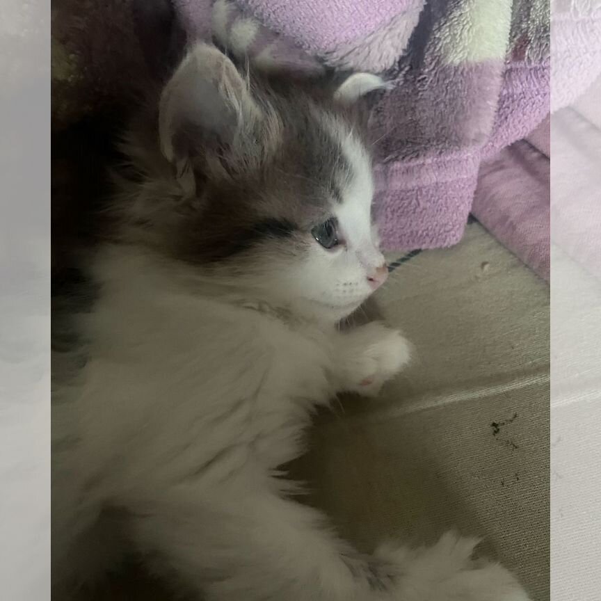 Замурчательные котята