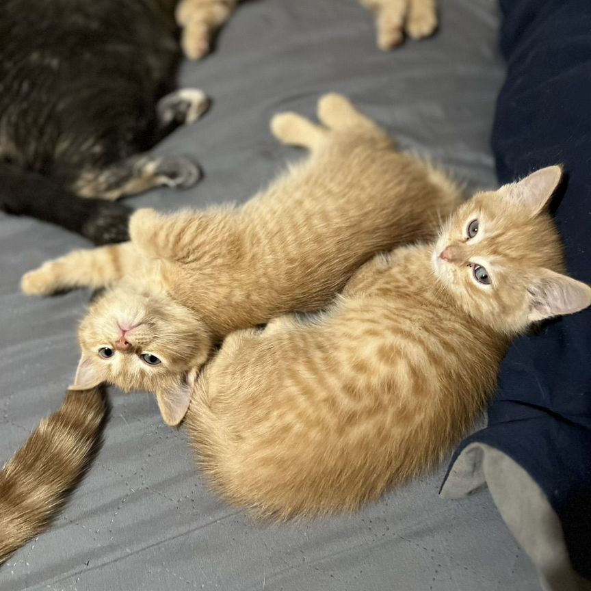Котята рыжие