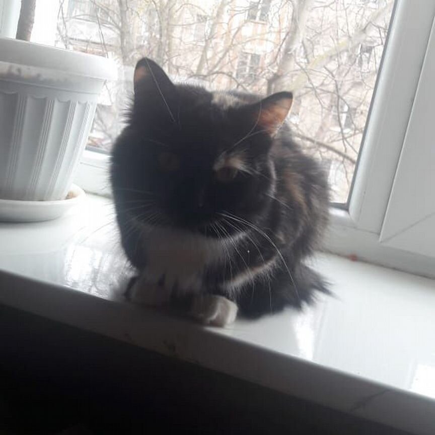 Отдам кошечку в добрые руки