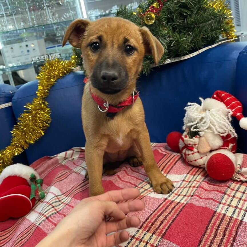 Щенок Барби в добрые ручки