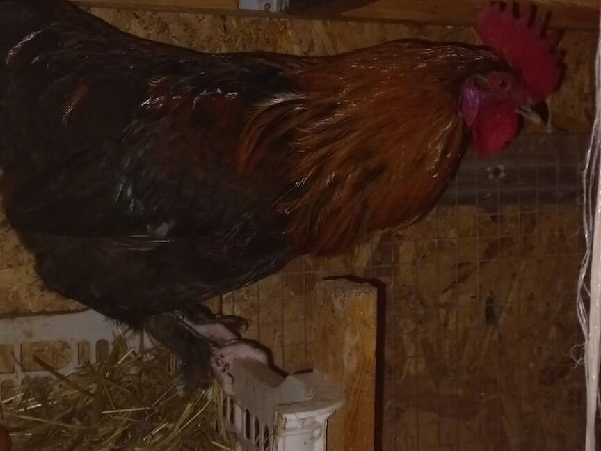 Петухи маран, фавероль