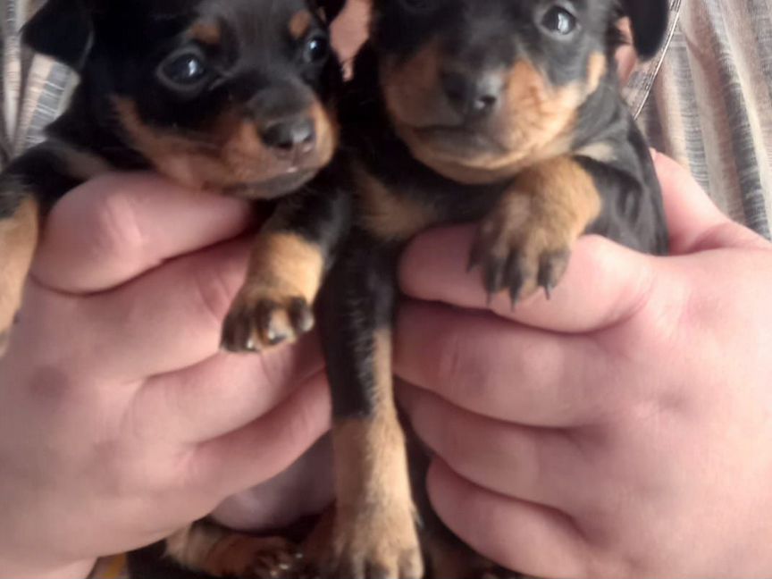 Щенки той терера