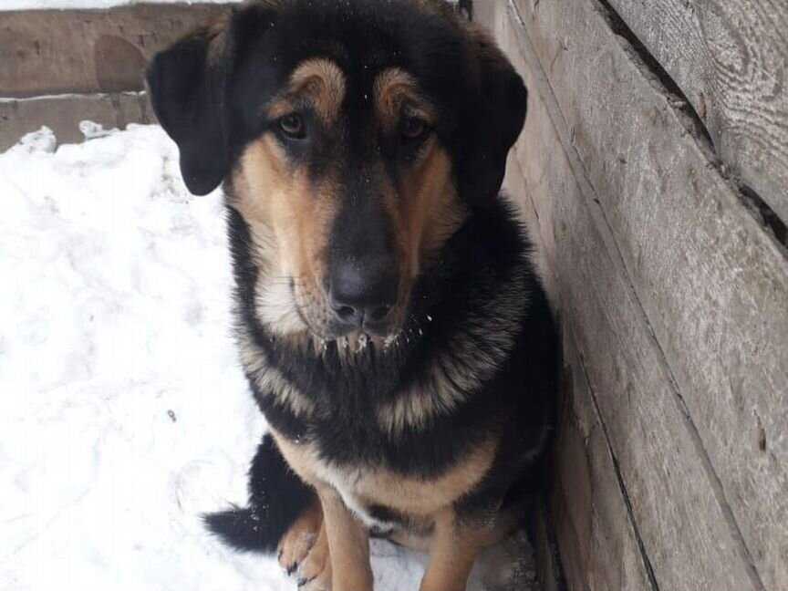 Собака в добрые руки