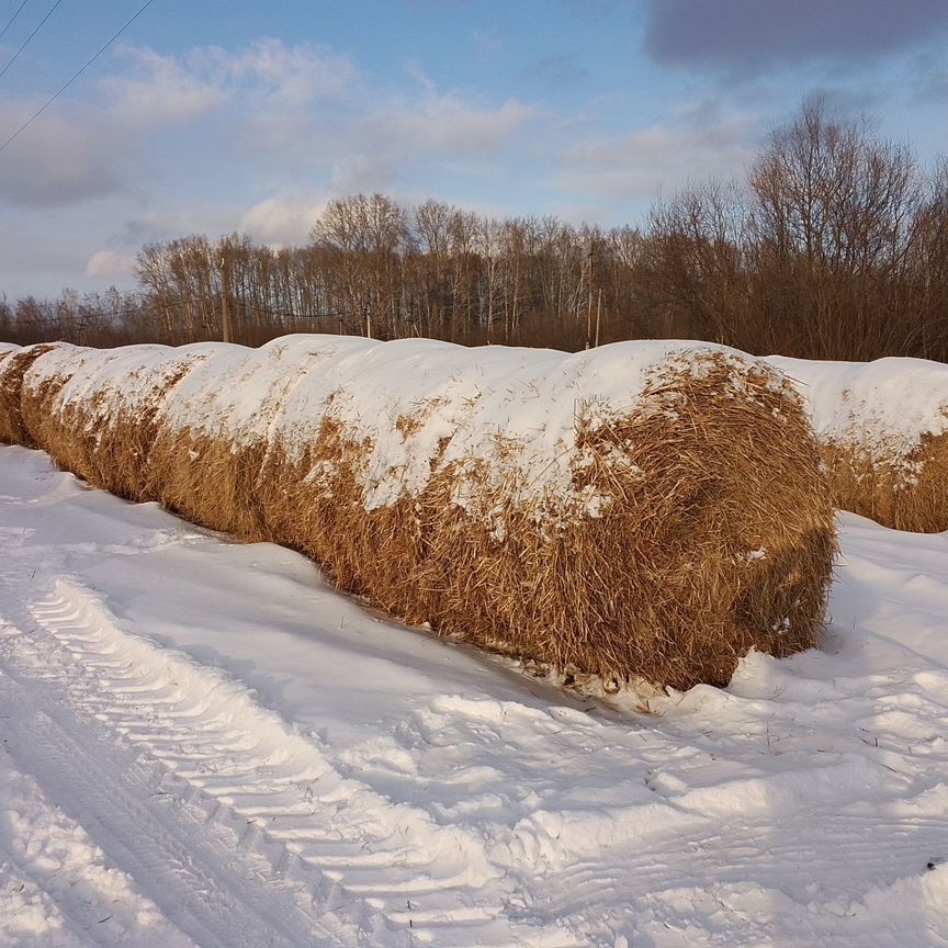 Сено в рулонах