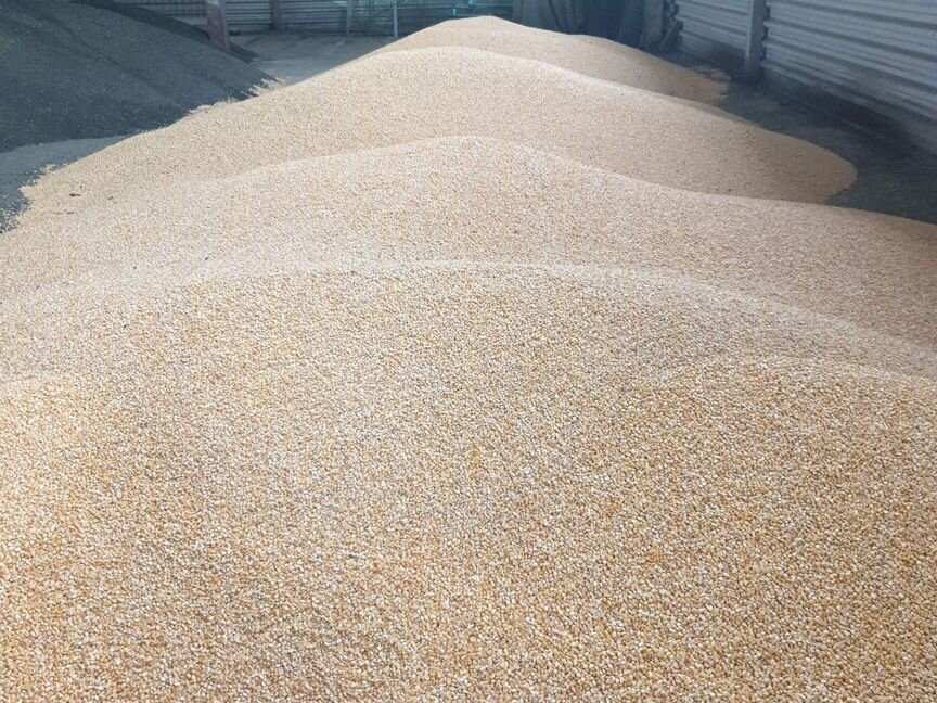 Кукуруза зерно