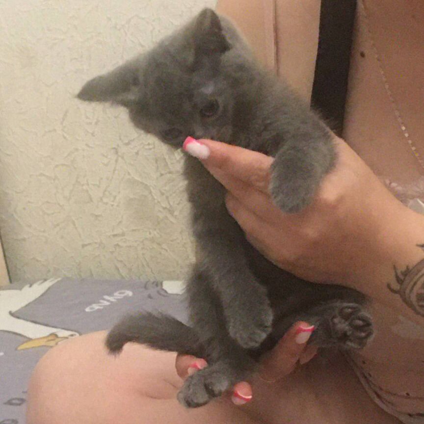 Домашние животные котята бесплатно