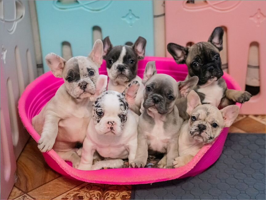 Французский бульдог красавчики щенки