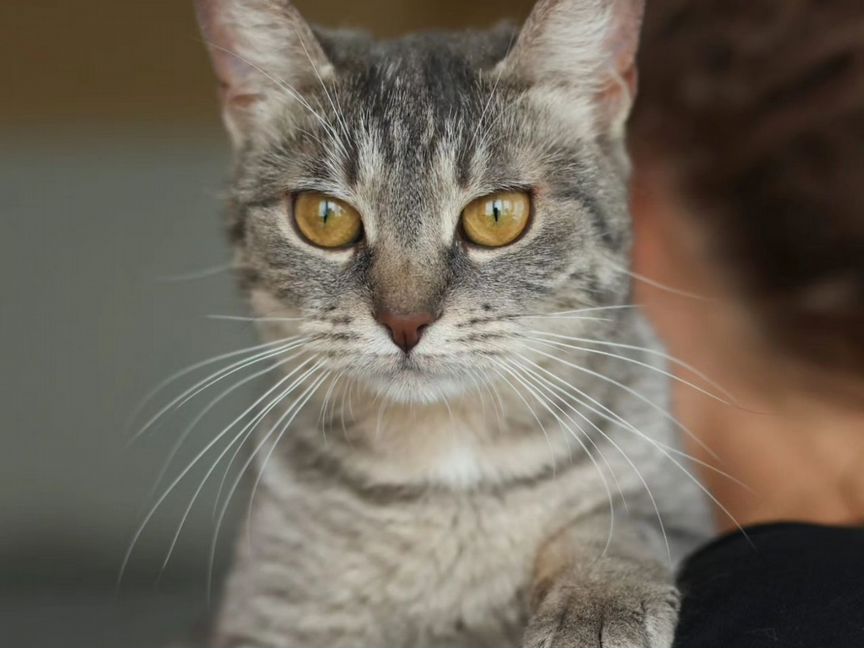 Самая ласковая на свете кошечка