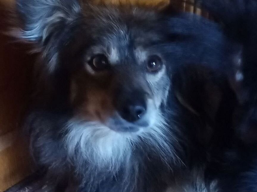 Мадлен - собачка в добрые руки