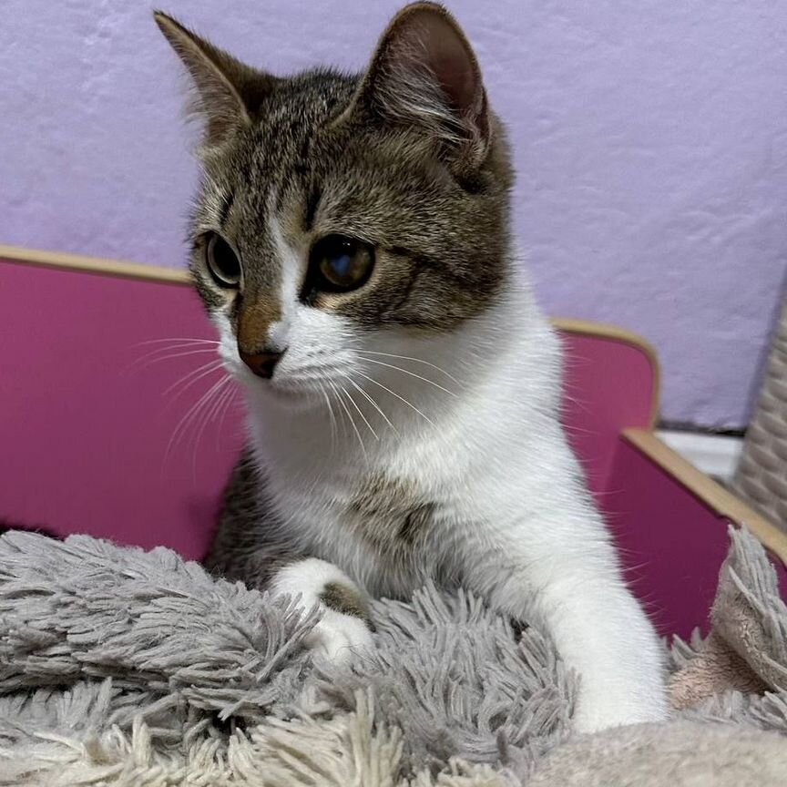 Котёнок-кошка. 10 мес.Привита, кастрирована