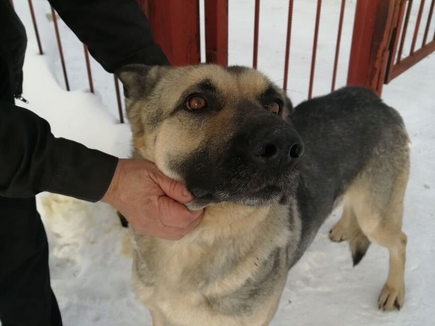 Собака ищет дом