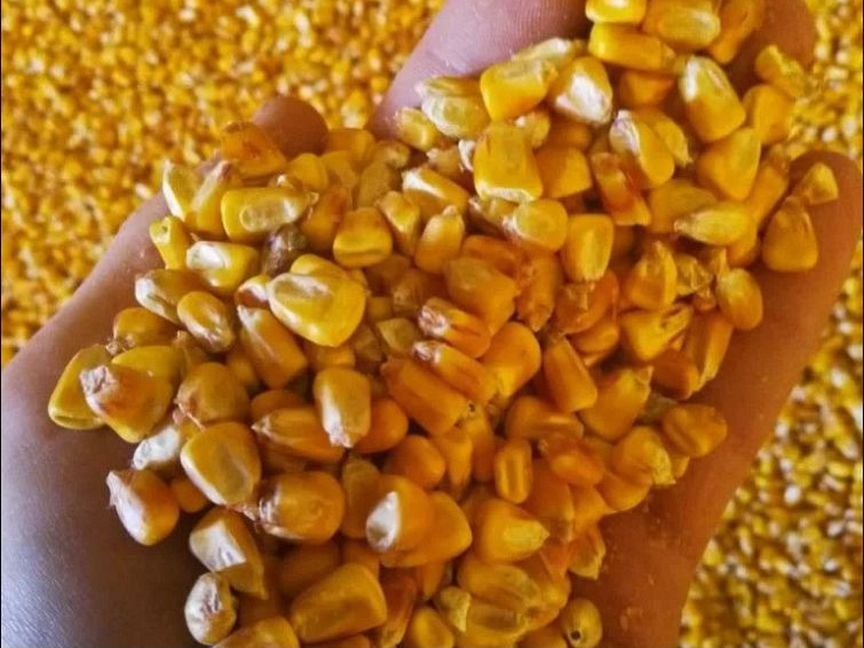 Семечко, Ячмень яровой на корм/посев