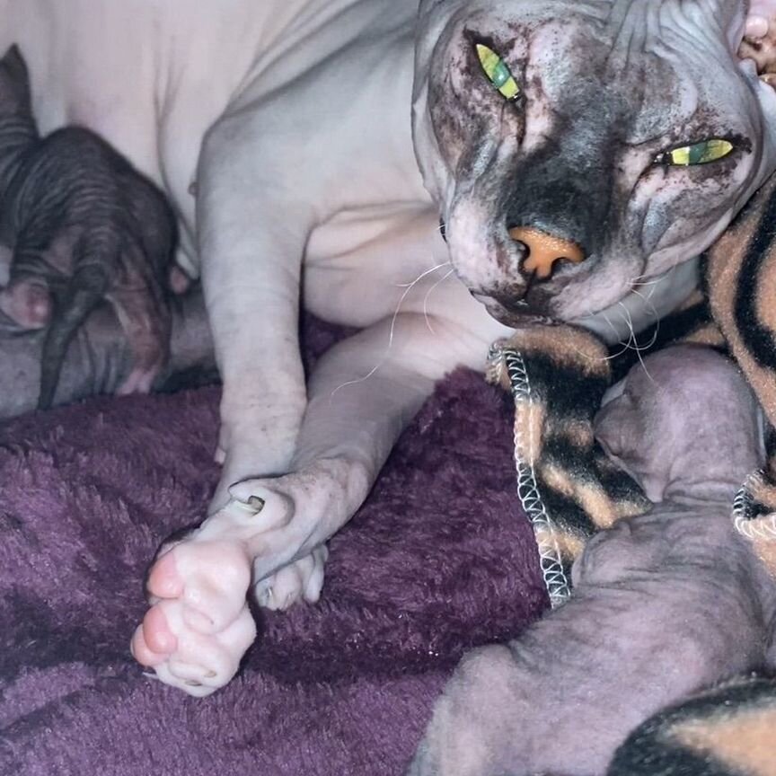 Котята сфинкс