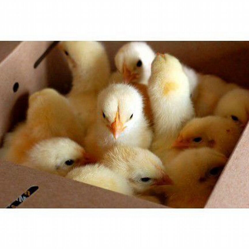 Цыплята бройлеры (3 дня)