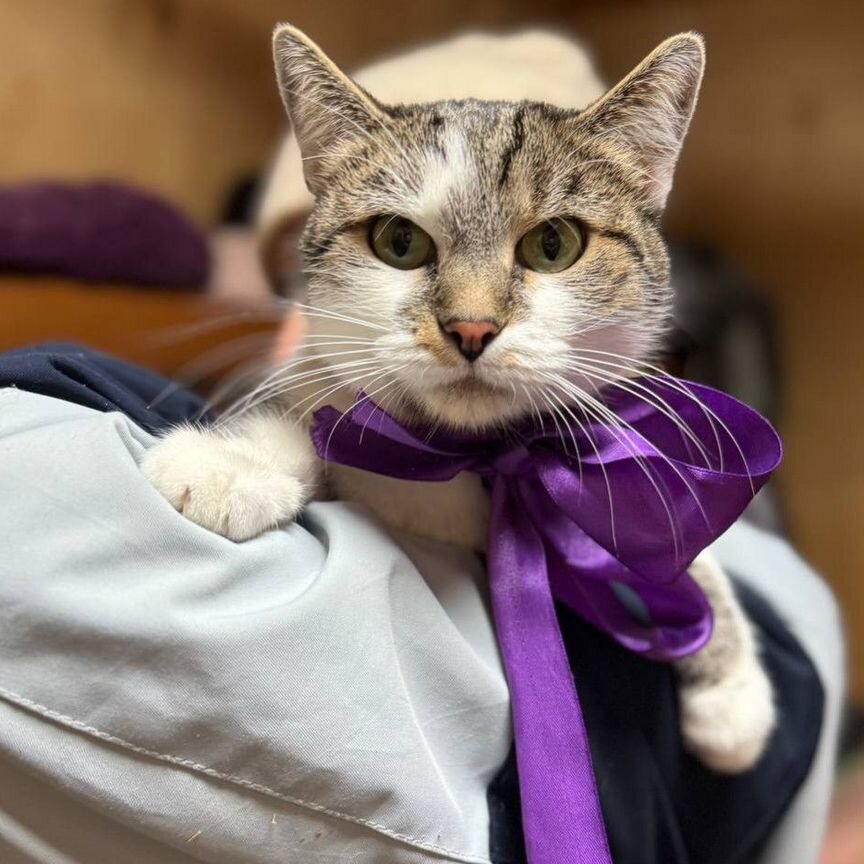 Взрослая, Девочка кошка в добрые руки