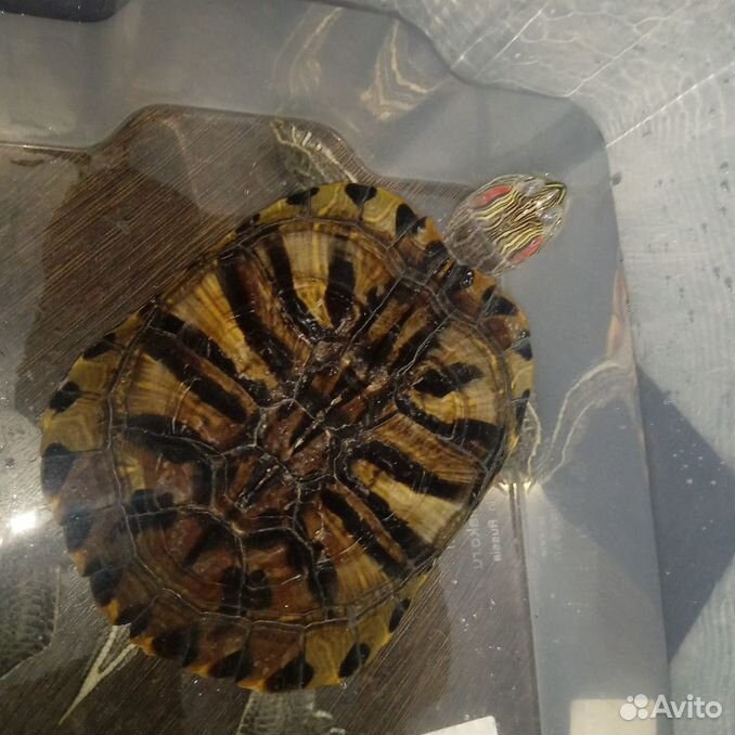 Отдам даром черепаху чмз