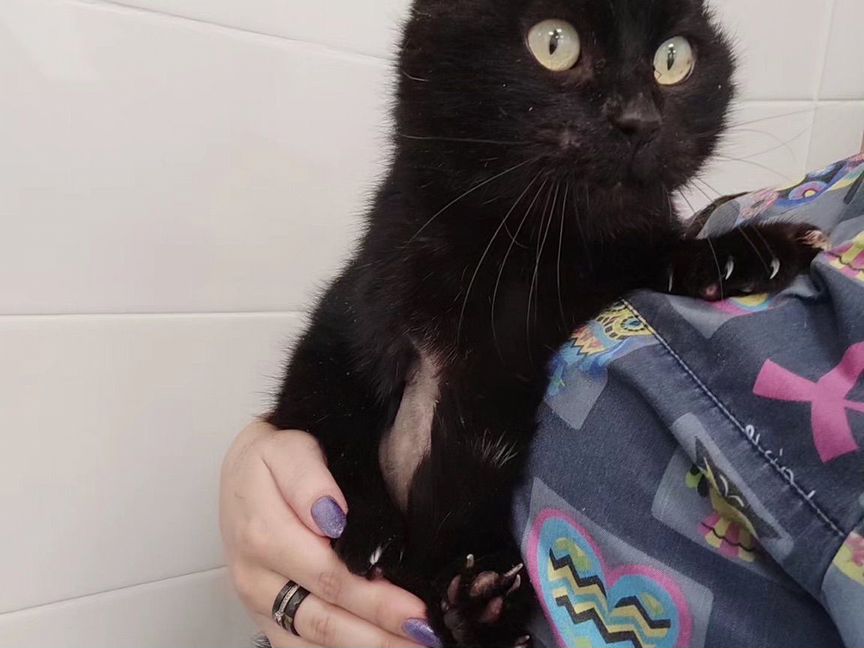 Котик ищет дом
