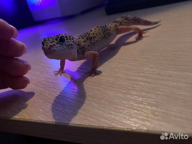 Эублефар самка