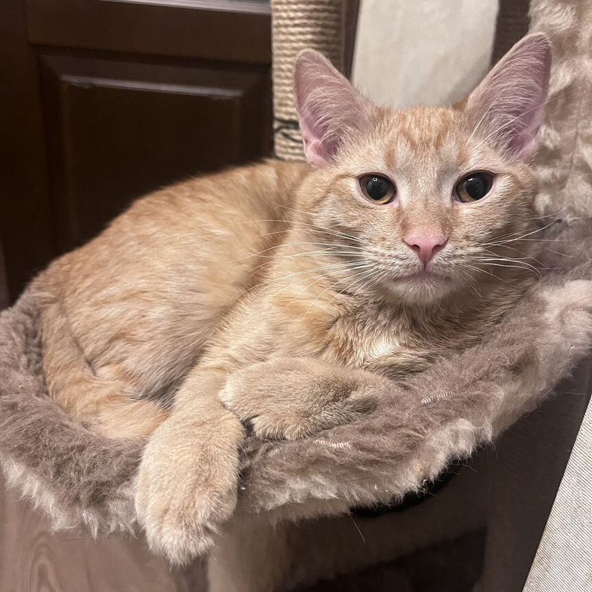 Кот в добрые руки