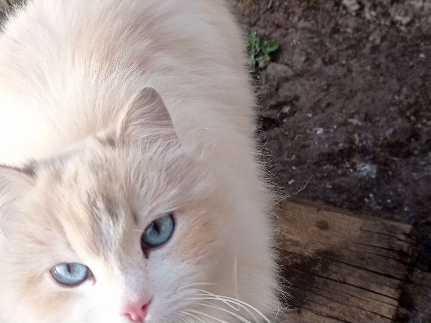Синеглазая кошечка