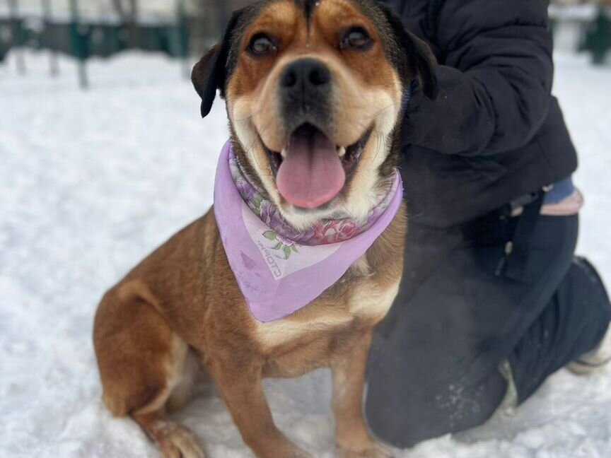 Шикарная собака Баста. Приют Некрасовка. В дар