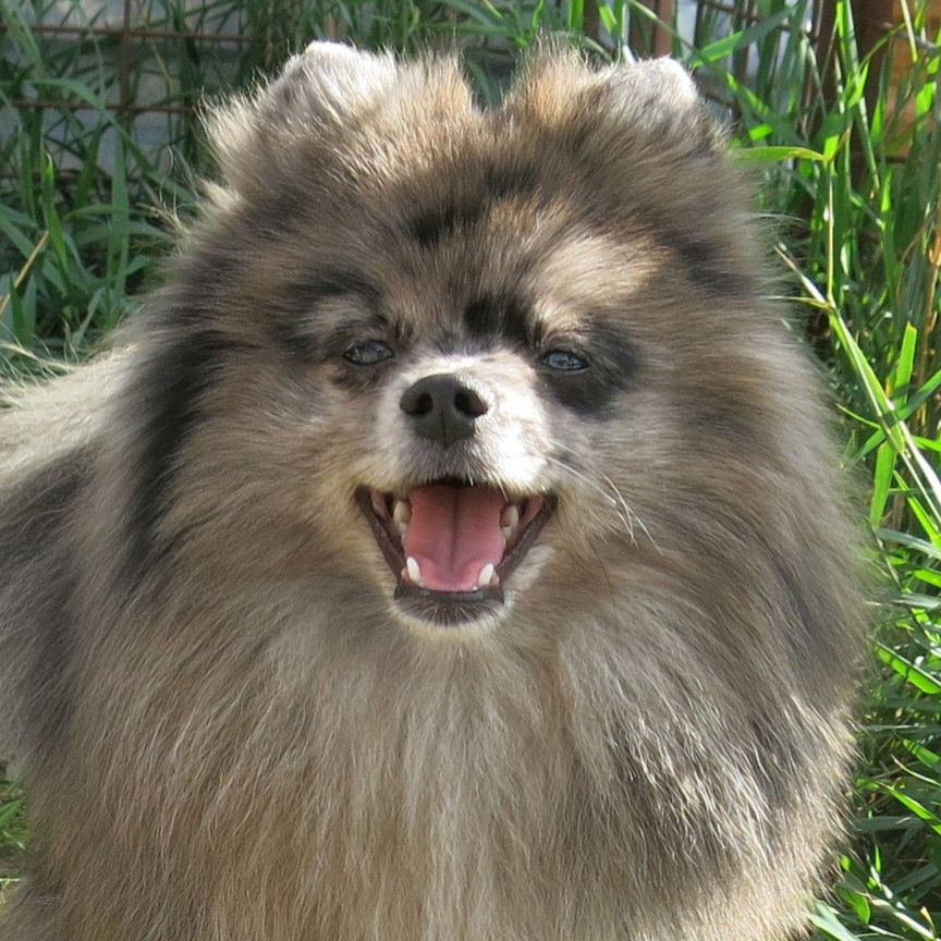 Мальчик малого шпица