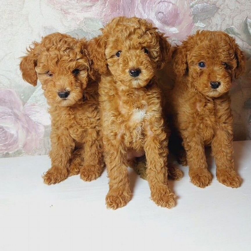 Мальтипу f1 девочки