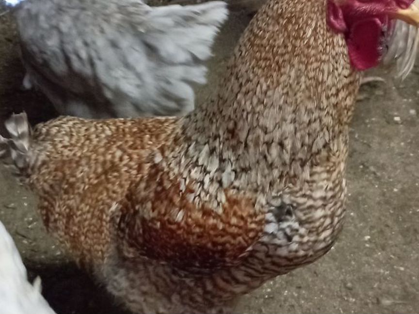 Петух билефельдер