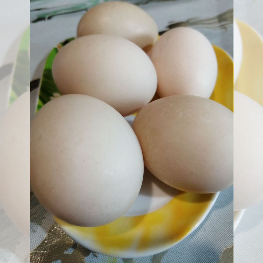 Инкубационное яйцо мускусной утки