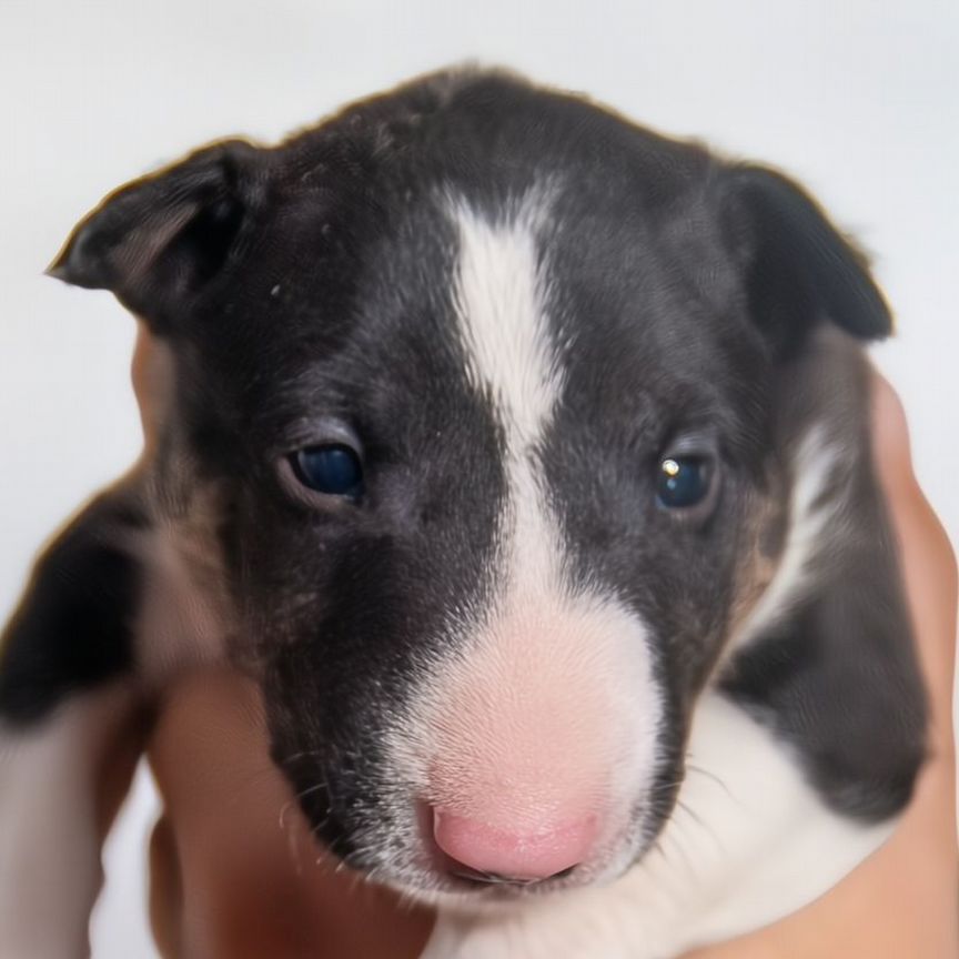 Бультерьер, щенок