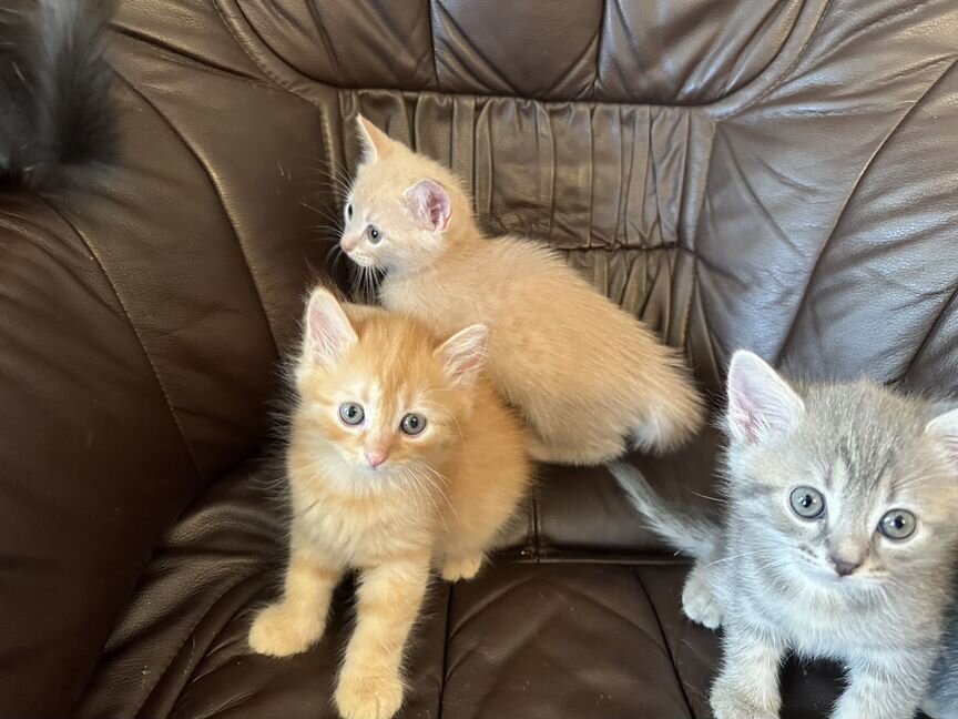 Отдам кота в добрые руки